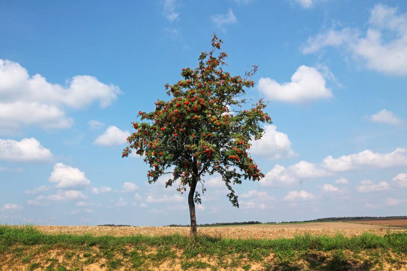 Rowan Tree Grows in the Middle of the Field Stock Image - Image of ...