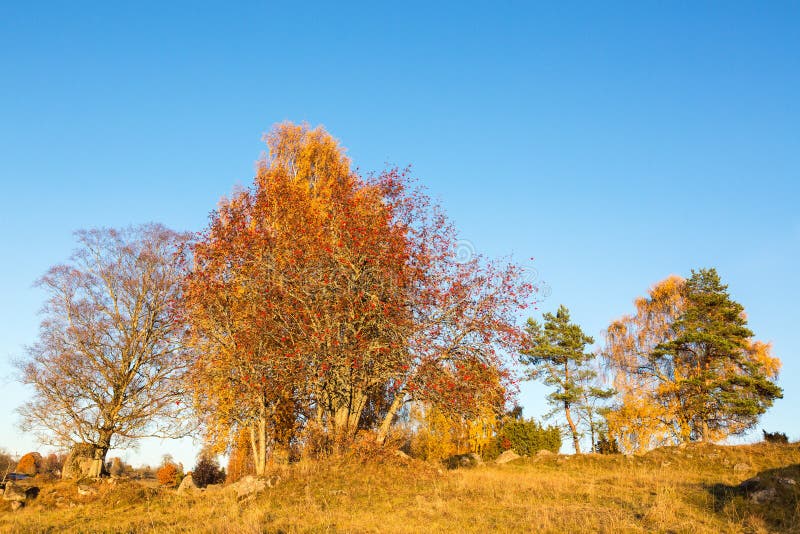 Rowan Tree on a Hill in Fall Stock Photo - Image of berry, field: 58756432
