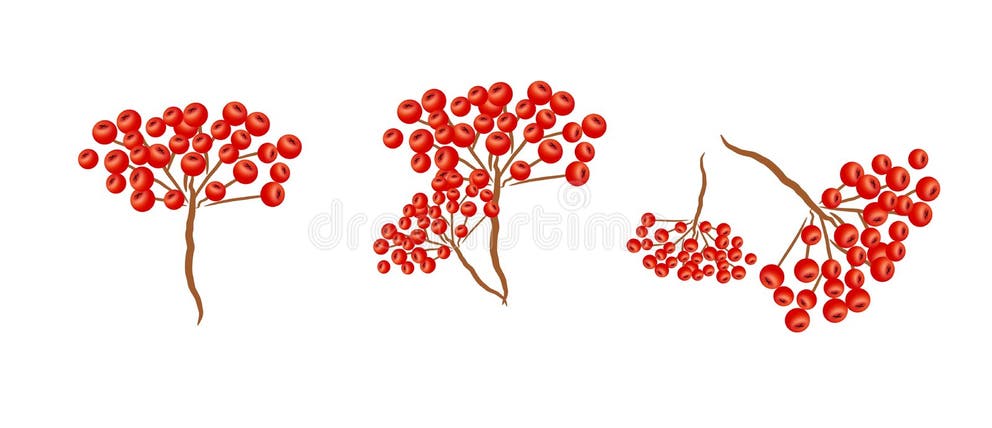 Rowan tree stock illustration. Illustration of brown - 45986353