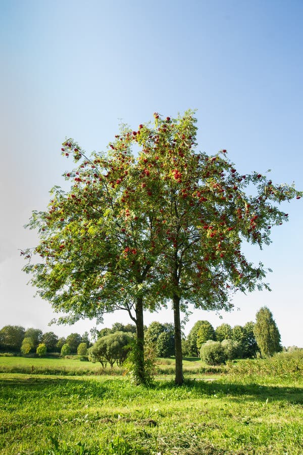 Rowan tree stock image. Image of object, plant, solitary - 11407125
