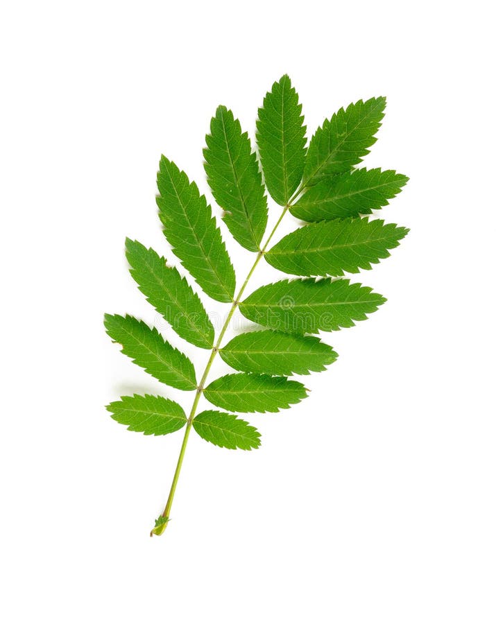 Rowan Tree Leaf stock image. Image of sorbus, branch - 32314873