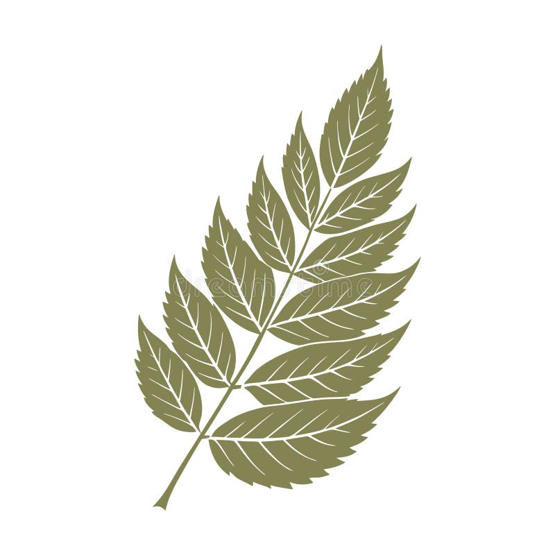 Rowan Tree Leaf Silhouette on White Background. Autumn Design Element ...