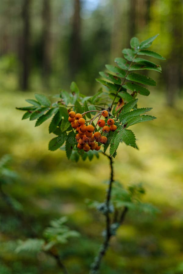 Rowan Tree with Leaves and Berries on Blur Background Stock Image ...