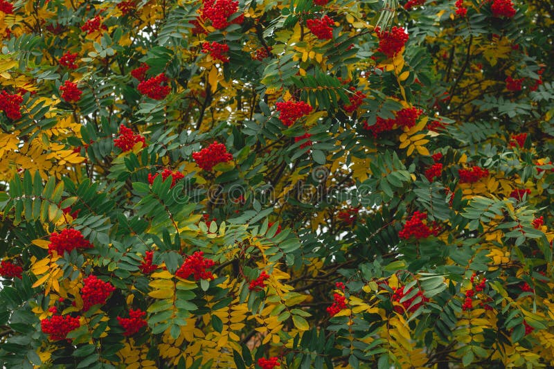Rowan Tree Leaves and Berries. Mountain Ash Tree Texture Stock Photo ...