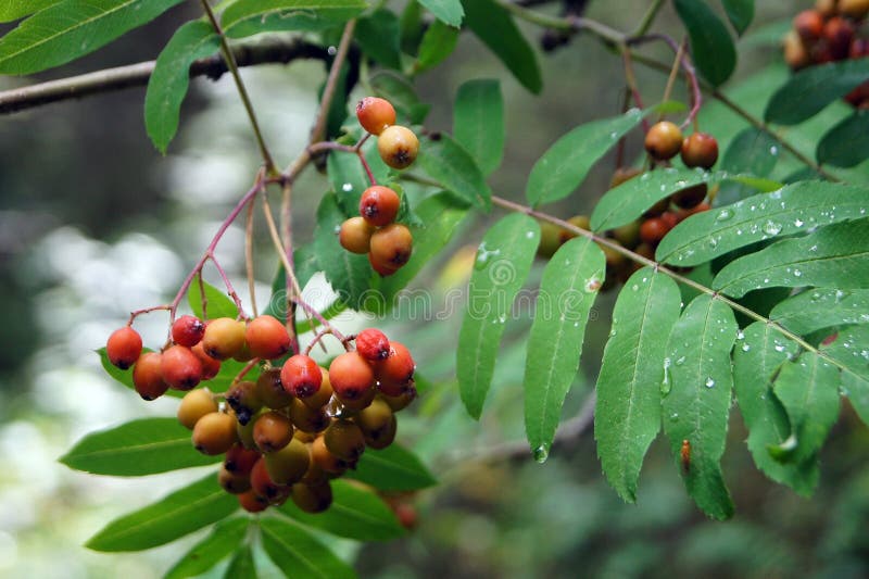 Rowan Tree Leaves in Closeup Stock Image - Image of open, spreading ...