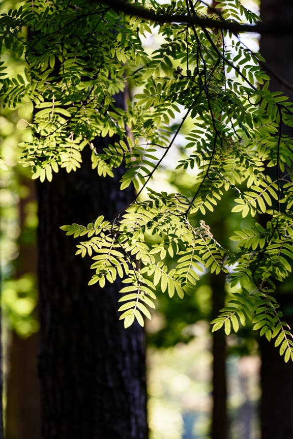 Rowan Tree Leaves in Harsh Sunlight Stock Photo - Image of mist, rays ...