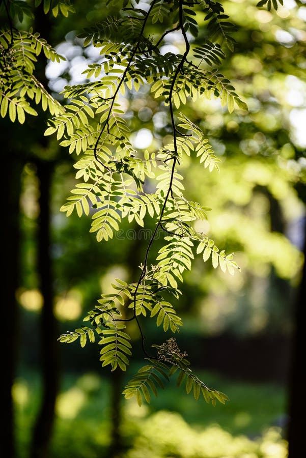 Rowan Tree Leaves in Harsh Sunlight Stock Image - Image of dawn ...