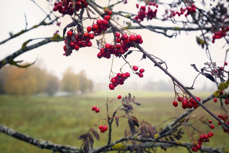 Rowan-tree Lush Bunches of Red Mountain Ash on the Branches of a Stock ...