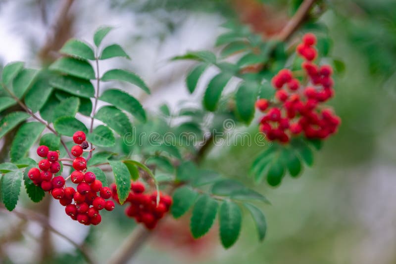 Rowan tree Moscow stock photo. Image of food, nature - 166165406
