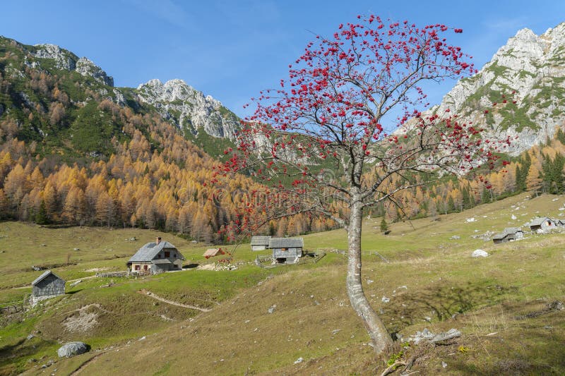 Rowan Tree on Mountain Meadow Stock Image - Image of tree, gorenjska ...