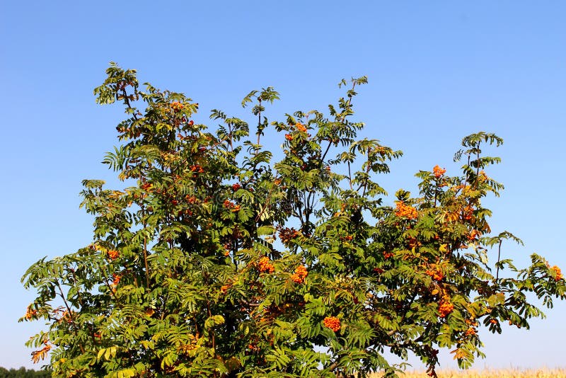 Rowan Tree in Bloom. Branch of White Rowan Tree Flowers Stock Image ...