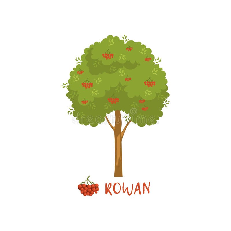 Cartoon Branch Of Ripe Rowan. Vector Illustration. Stock Vector ...