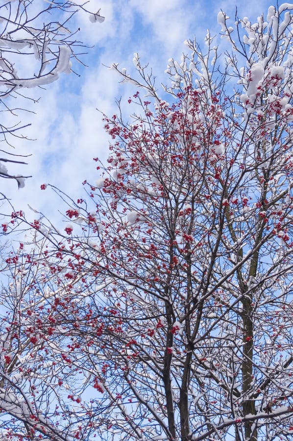 Rowan Tree with Red Berries in the Snow Stock Image - Image of december ...