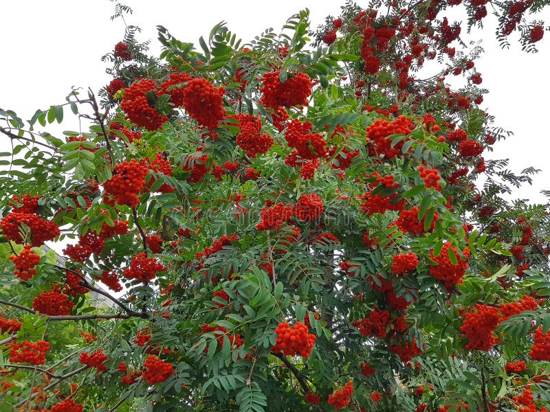 Rowan Tree with Red Rowan Berry Stock Photo - Image of green, fruit ...