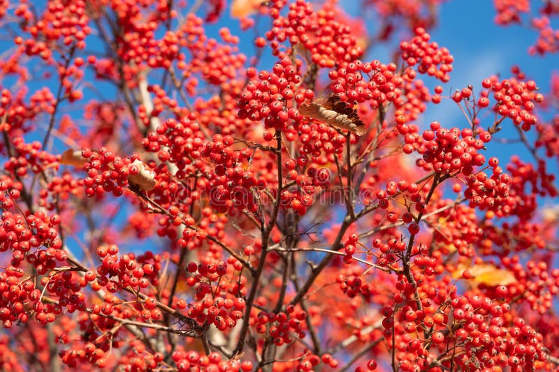 Rowan Tree with Red Berry Sorb Backdrop Stock Image - Image of berry ...