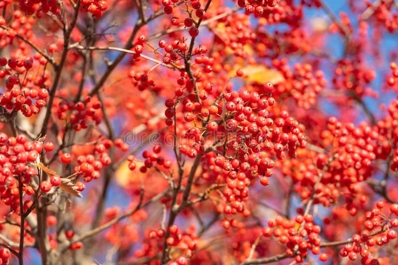 Rowan Tree with Red Berry Summer Backdrop Stock Photo - Image of bright ...