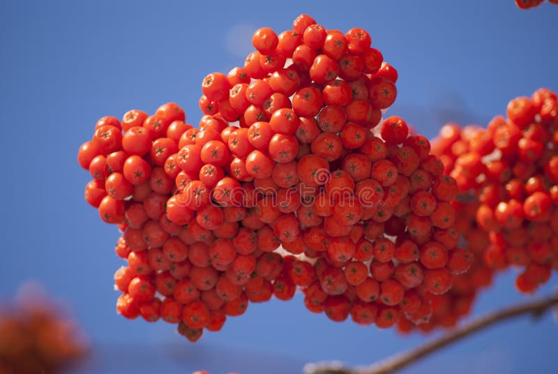 Rowan Tree Red Bunches Closeup Stock Photo - Image of close, outdoor ...