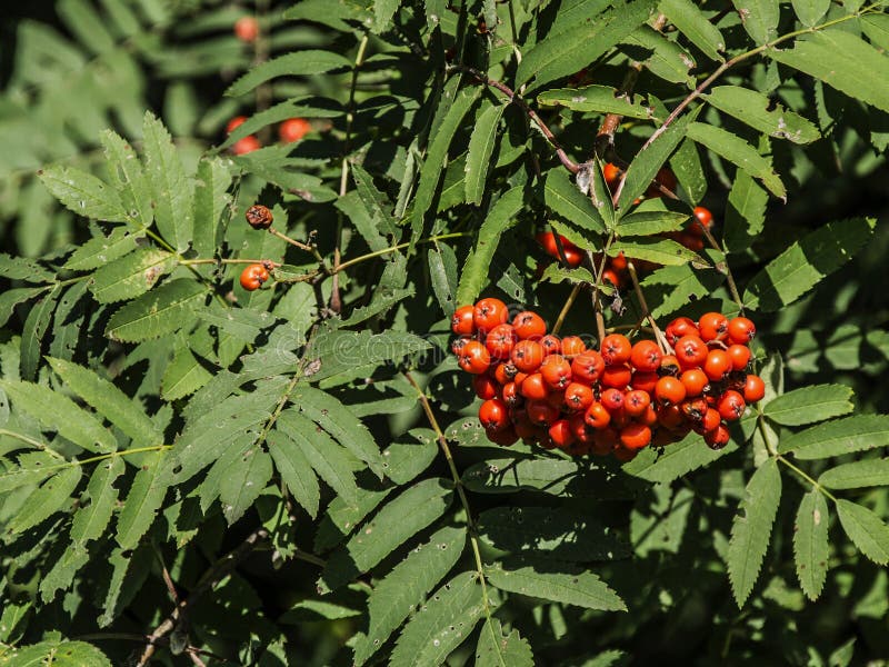 Rowan tree stock image. Image of aucuparia, garden, fresh - 75768125