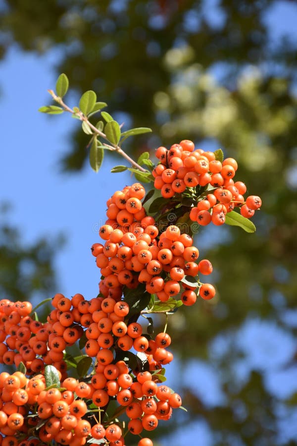 Rowan-tree with rowanberry stock photo. Image of group - 101796842