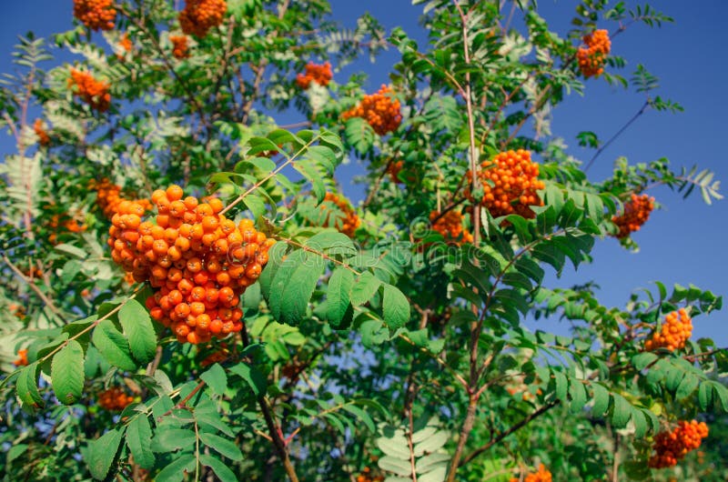Rowan tree stock image. Image of european, deciduous - 58514091