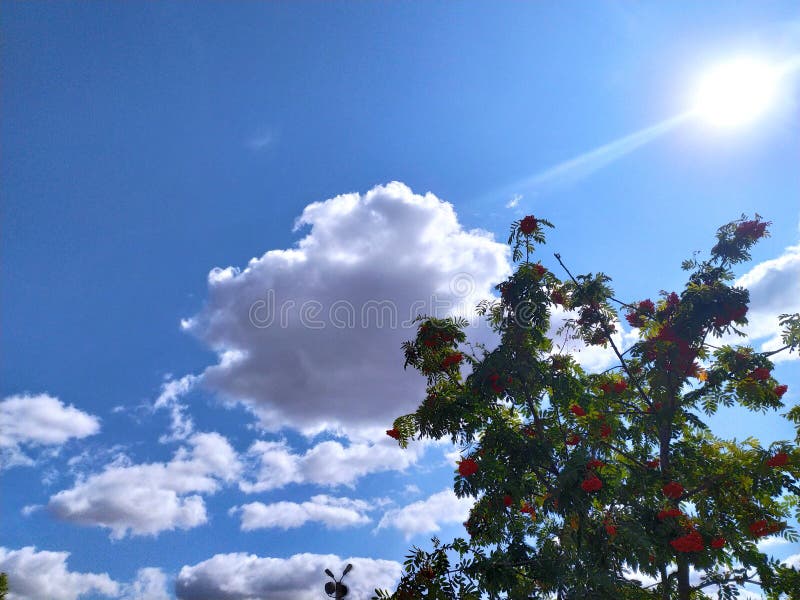 Rowan Tree in the Shade, Against the Background of a Bright Sky with ...