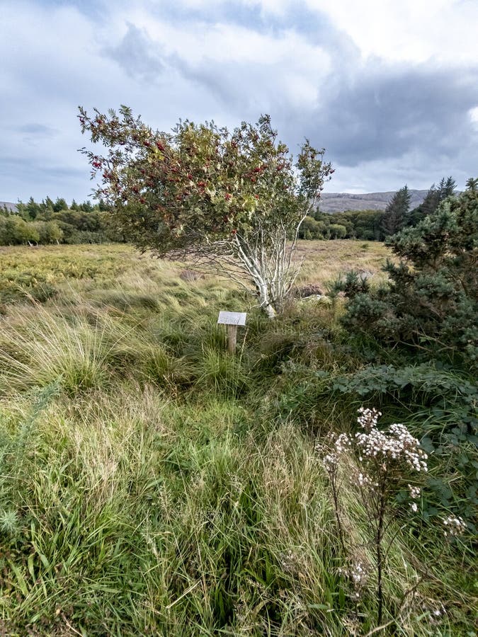 Rowan Tree and Sign Explaining it Irish and English Including ...