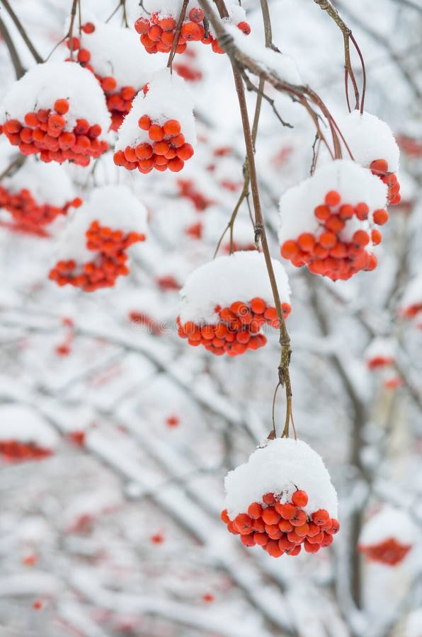 Winter Berries stock photo. Image of snow, cold, snowfall - 1597992