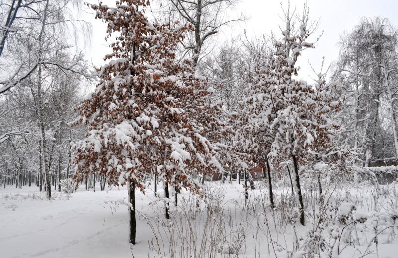 Rowan Tree in the Snow Forest Stock Image - Image of beautiful, tree ...