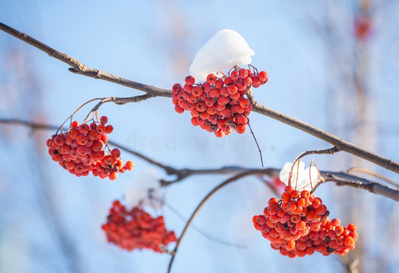Rowan tree in the snow stock image. Image of fruit, branch - 46657875
