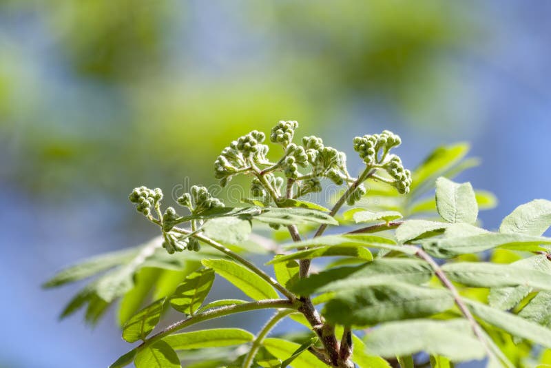Rowan tree in spring stock image. Image of beauty, macro - 171194781