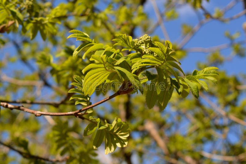 Rowan Tree in Spring. Young Green Leaves and Buds Stock Image - Image ...