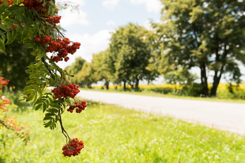 Rowan tree stock image. Image of rowan, country, field - 74959489