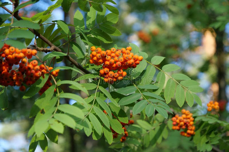 Rowan Tree in Summer Forest Stock Image - Image of conifer, berry ...