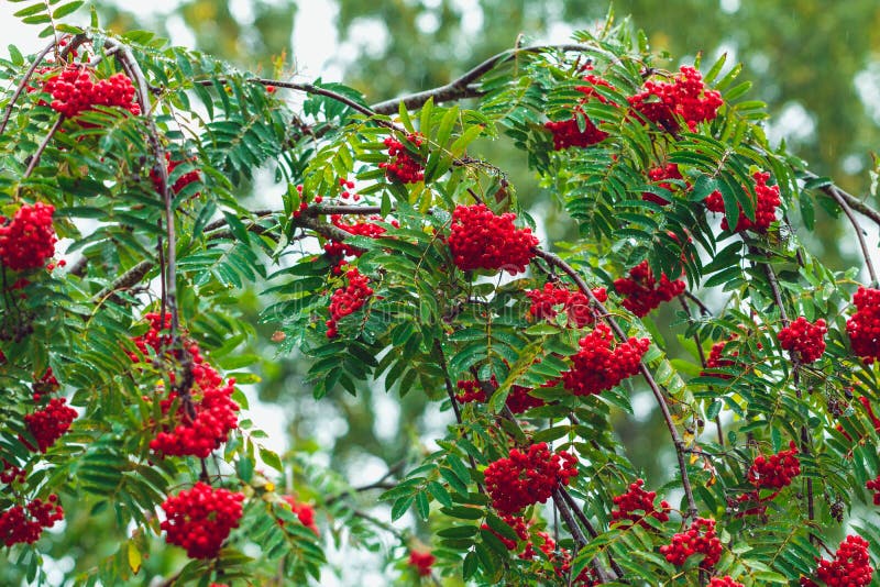 Rowan Tree in a Summer Garden Stock Image - Image of rain, green: 188259699