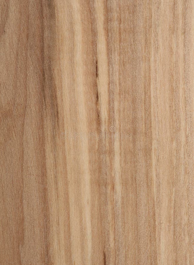 Rowan tree texture stock photo. Image of hardwood, nature - 6871476
