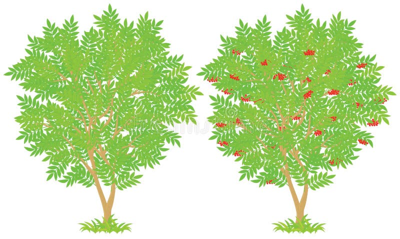 Rowan Tree with Berries for Your Design Stock Vector - Illustration of ...