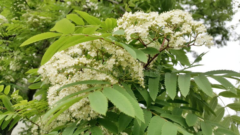 Rowan tree stock image. Image of tree, white, green, spring - 93069061