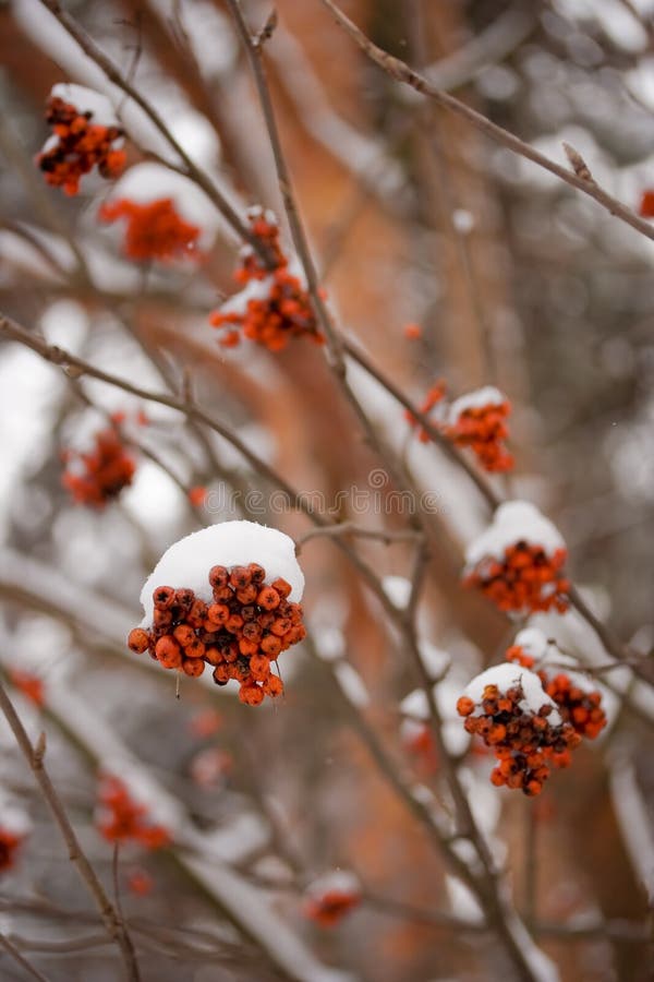 Rowan tree in winter stock photo. Image of twig, russian - 17853950