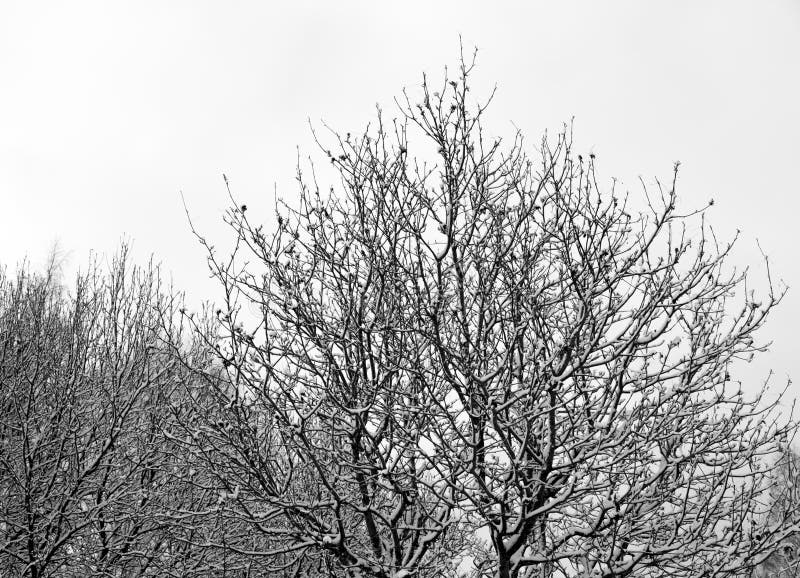 Rowan Tree in Winter stock image. Image of rowan, white - 66018417