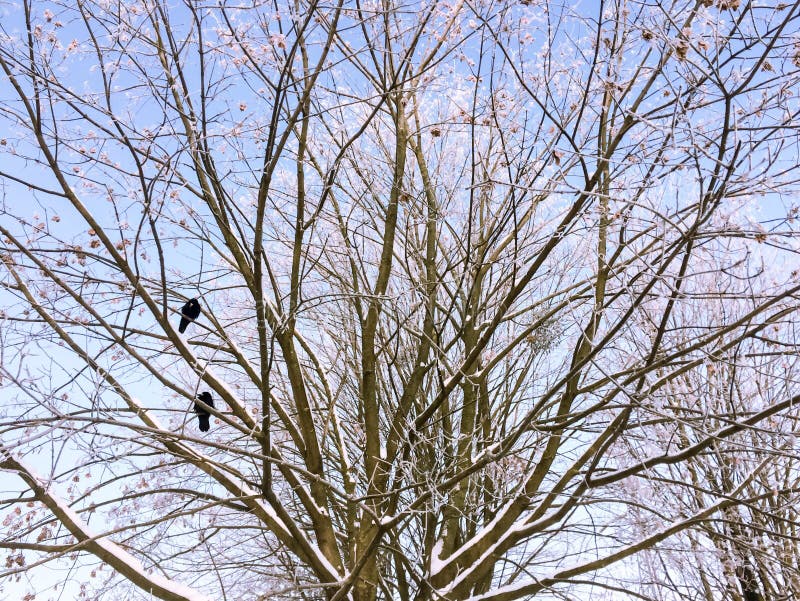 Rowan tree stock photo. Image of bright, berry, branch - 81999070