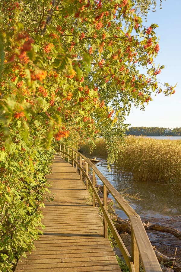 Rowan Tree and a Wooden Bridge in the Rays of the Sun. Stock Photo ...