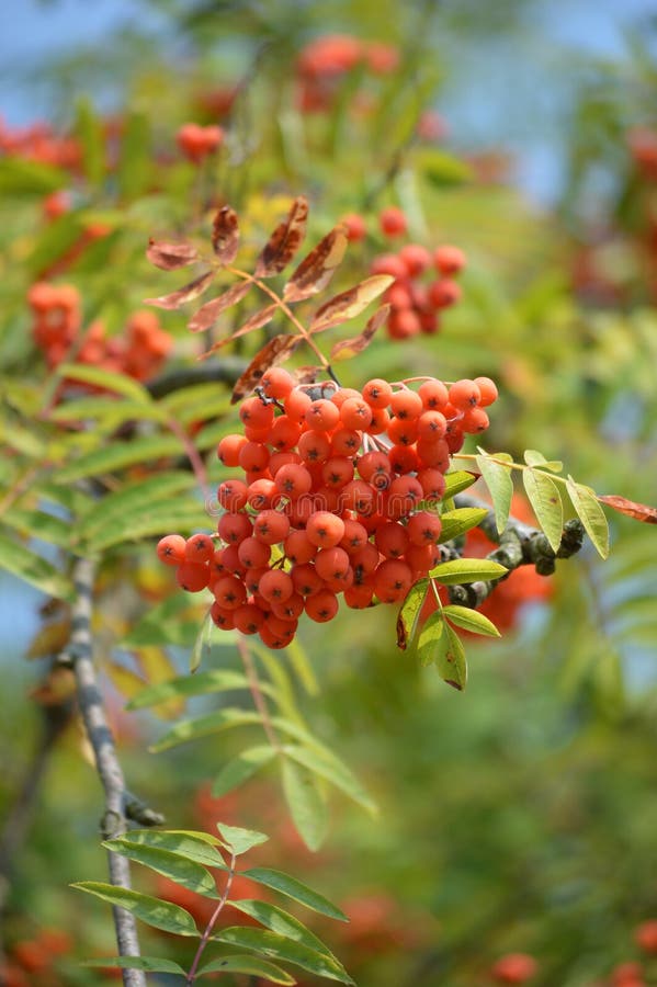 Rowan stock image. Image of green, aucuparia, feeding - 82235067