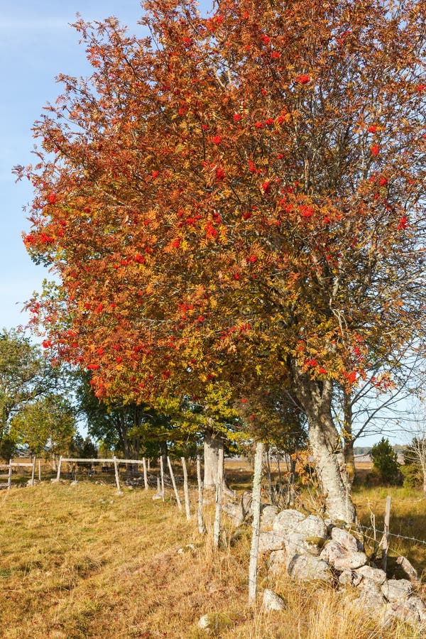 Rowan Trees with Autumn Colors Stock Image - Image of scene, color ...