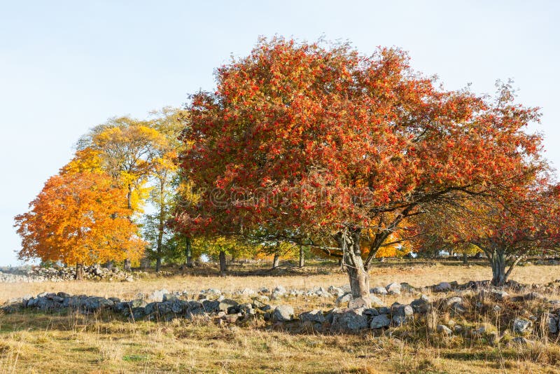 Rowan Trees with Autumn Colors Stock Image - Image of country ...