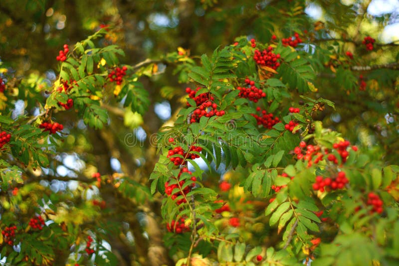 Rowan trees in the forest stock image. Image of wild - 100557673