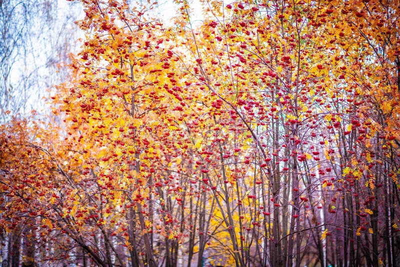Rowan Trees on the Background of the Autumn City Park Stock Image ...