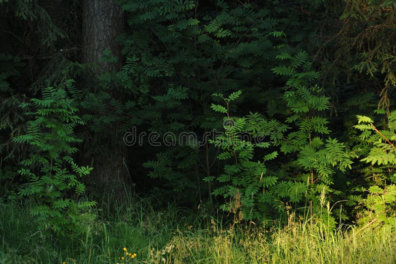 Rowan trees. stock photo. Image of botany, natural, forest - 74198494