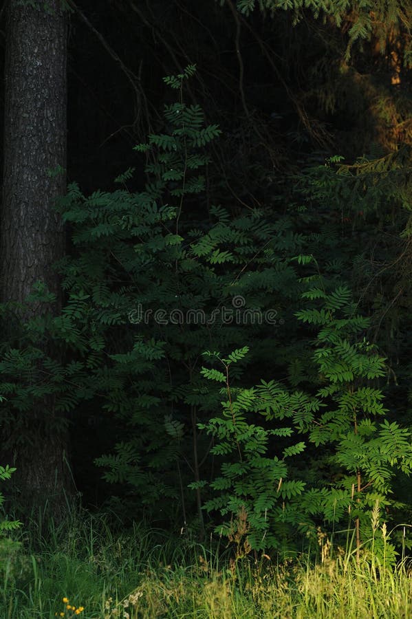Rowan trees. stock image. Image of leaves, outdoor, closeup - 74200799