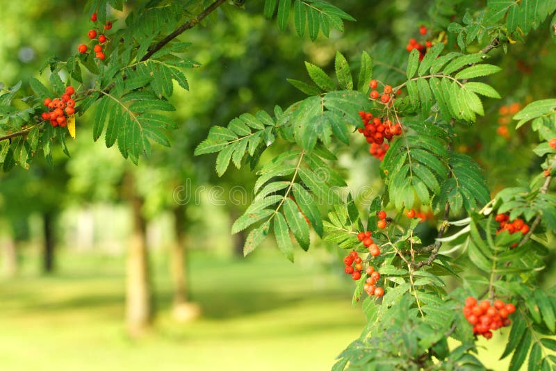 Rowan trees in forest stock photo. Image of forest, natural - 98347020
