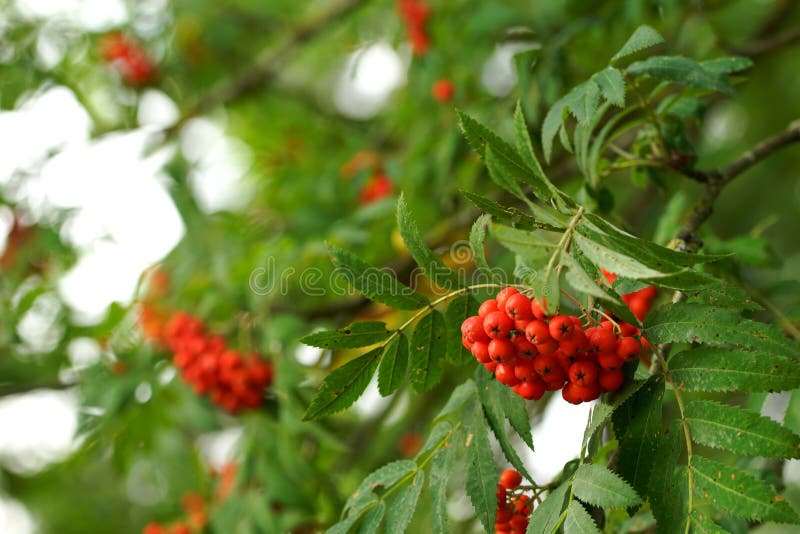 Rowan trees in forest stock photo. Image of landscape - 98347138